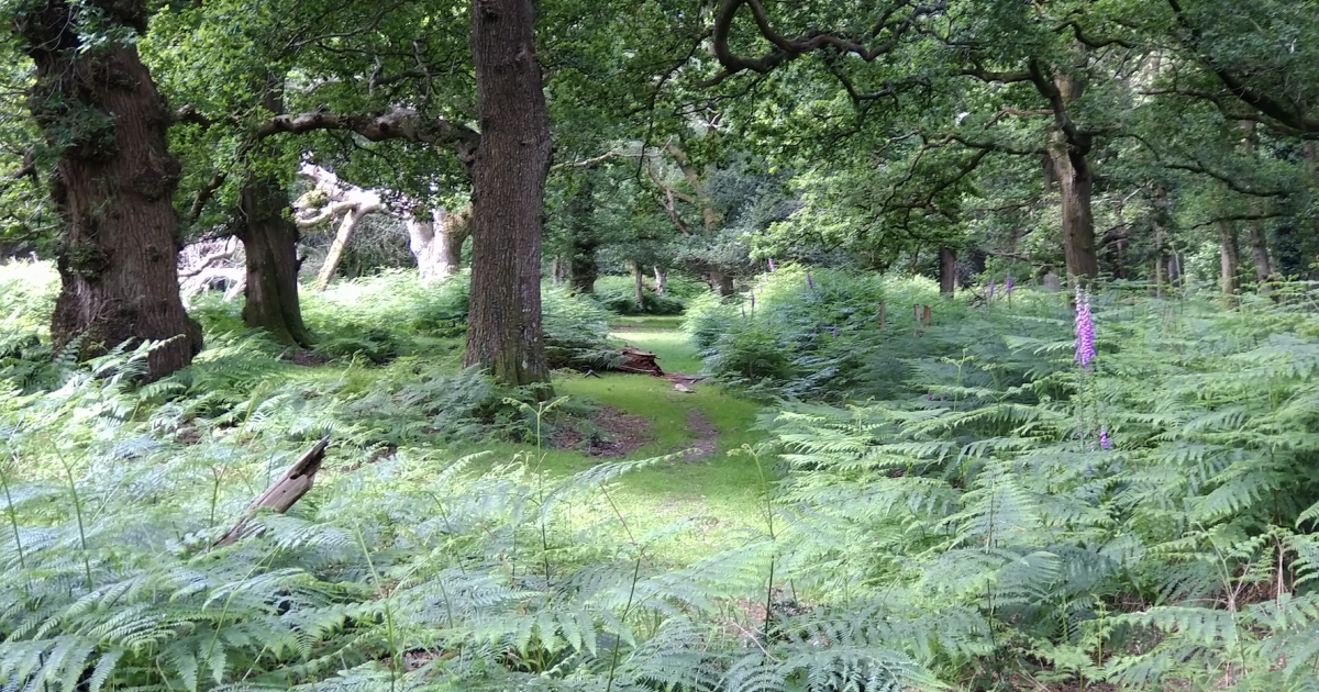 NEW MEMBERS WELCOME WALK. BOOKING NEEDED. FRITHAM PLAIN AND THE INCLOSURES NEW MEMBERS WELCOME ...